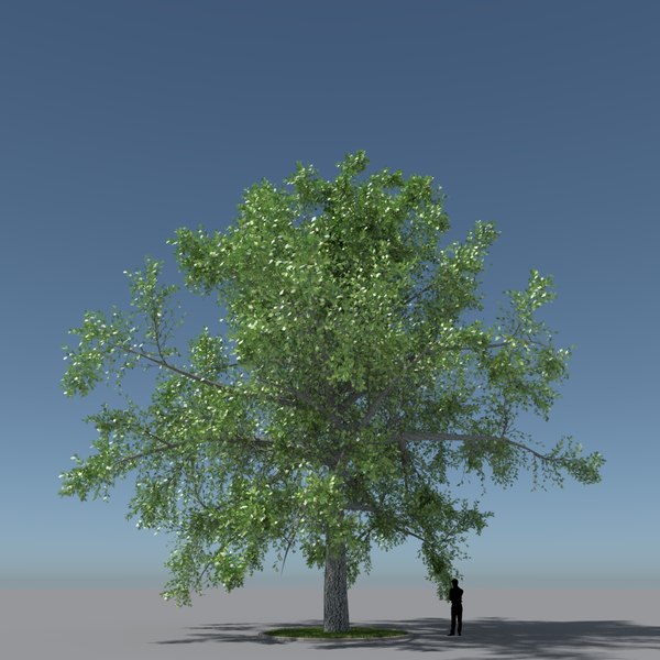 free max model tree oak v4