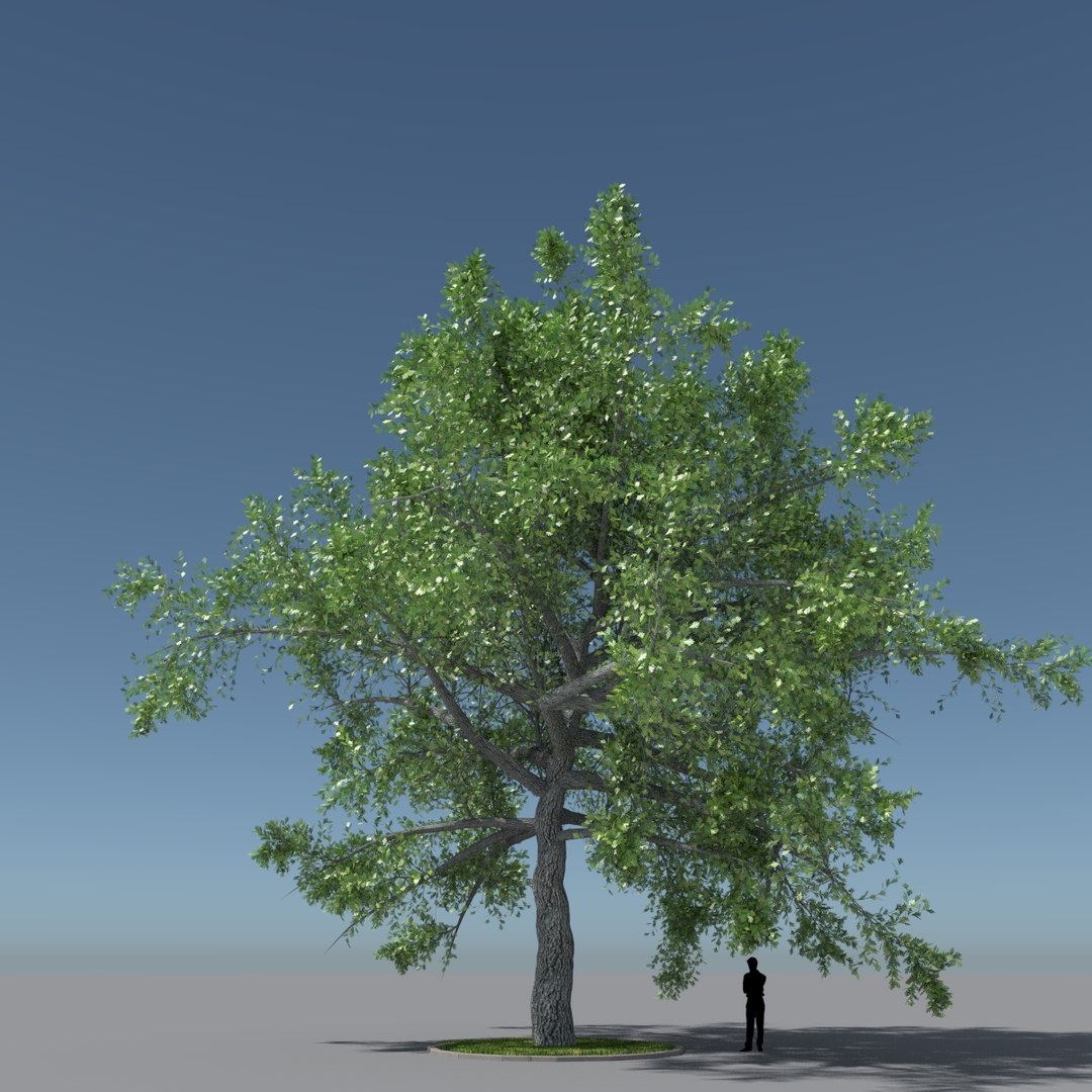 Free Max Model Tree Oak V4