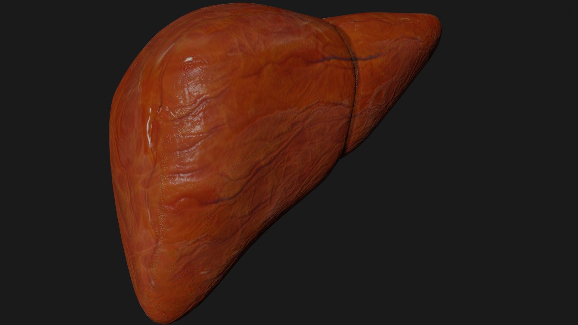 Liver 3D Model - TurboSquid 1673533