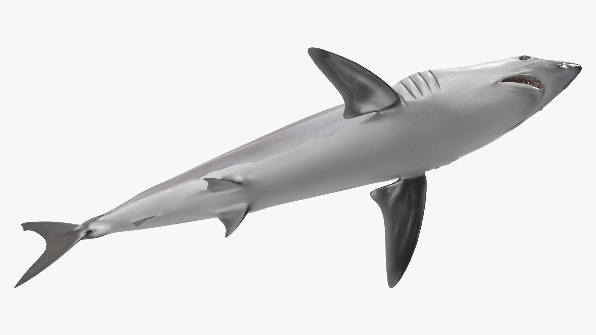 Realistic Shortfin Mako Shark 3D Model - TurboSquid 2284522