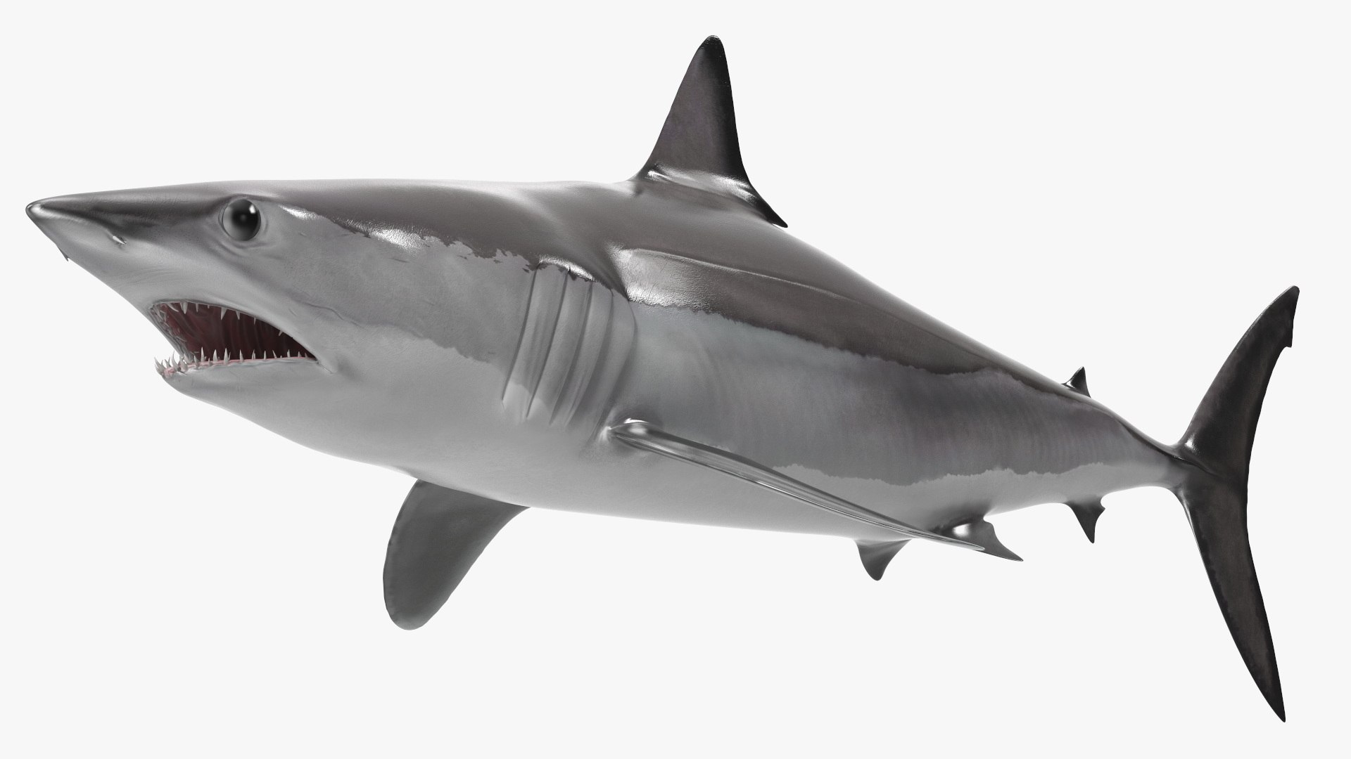 Realistic Shortfin Mako Shark 3D Model - TurboSquid 2284522