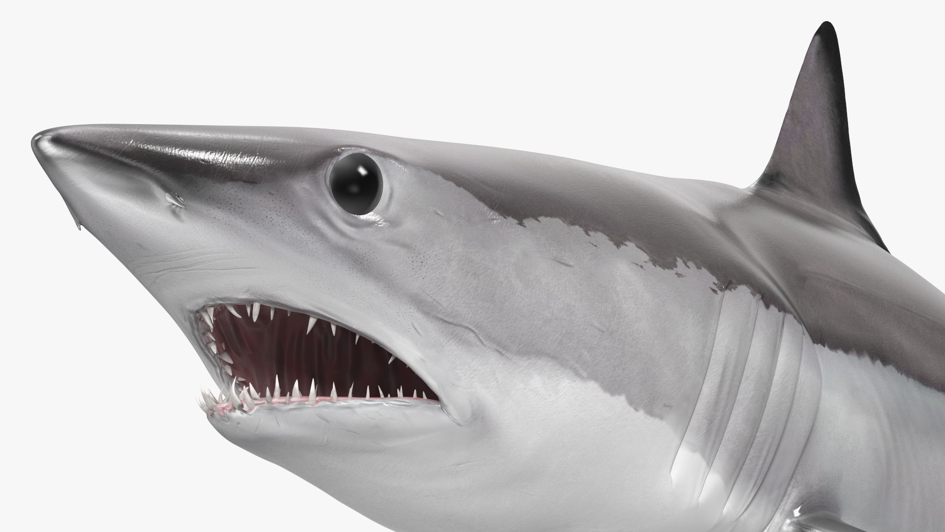 Realistic Shortfin Mako Shark 3D Model - TurboSquid 2284522