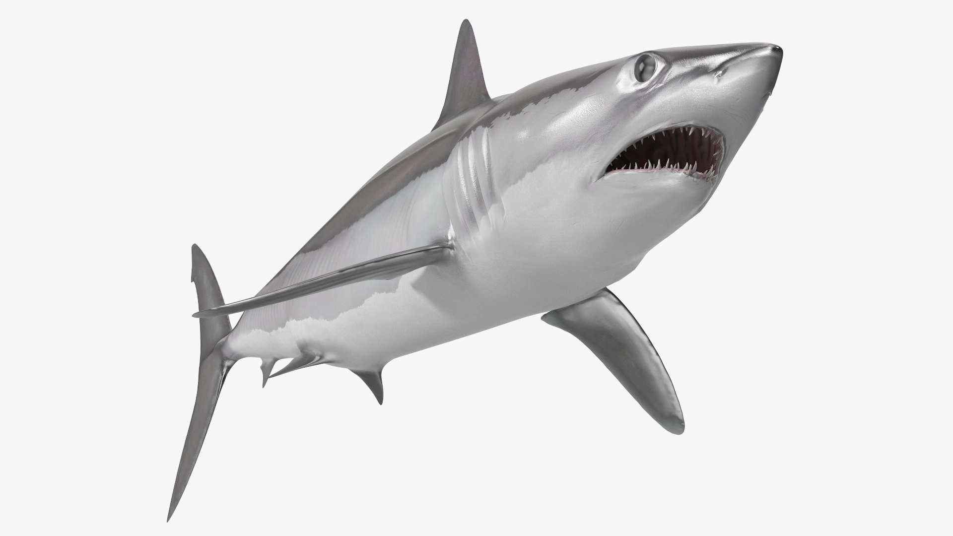 Realistic Shortfin Mako Shark 3D Model - TurboSquid 2284522