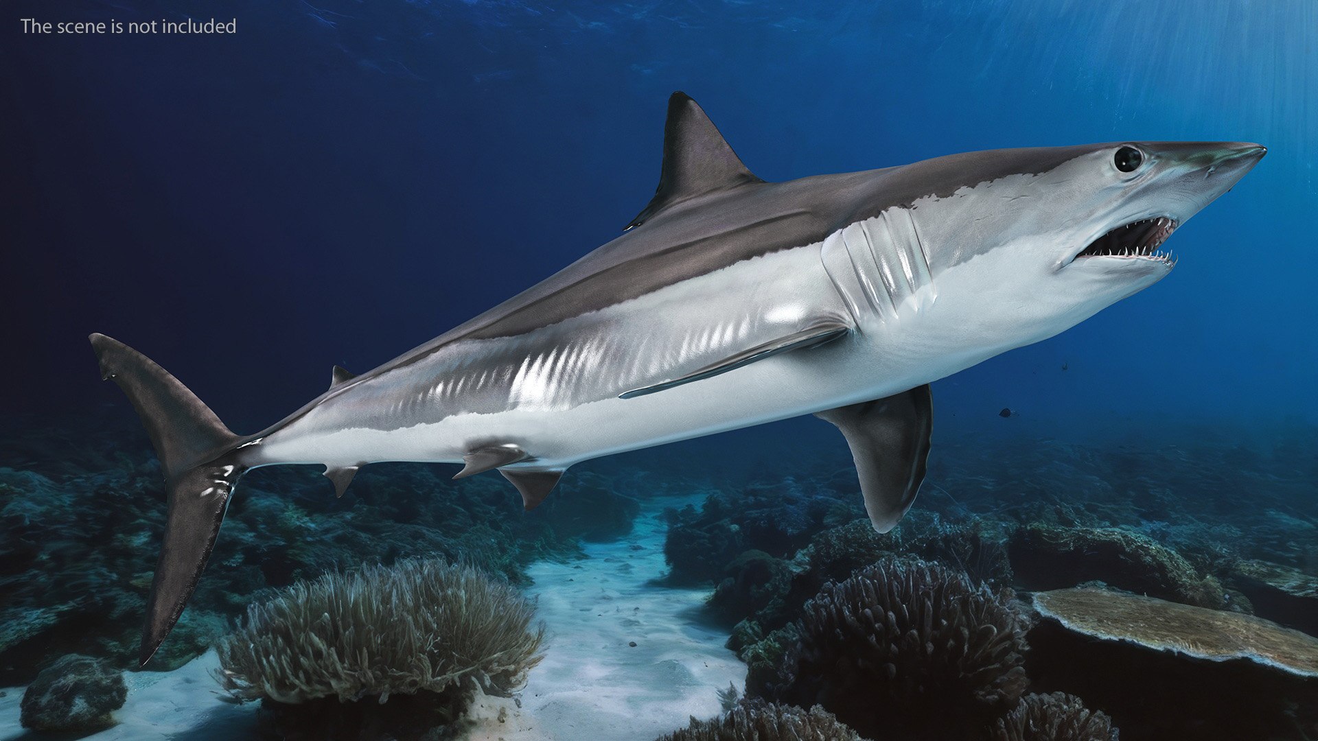 Realistic Shortfin Mako Shark 3D Model - TurboSquid 2284522