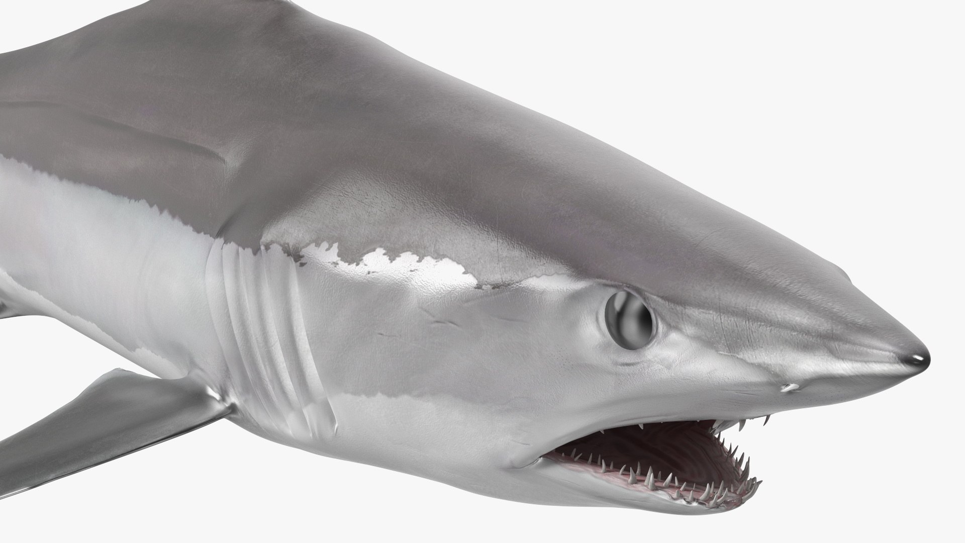 Realistic Shortfin Mako Shark 3D Model - TurboSquid 2284522