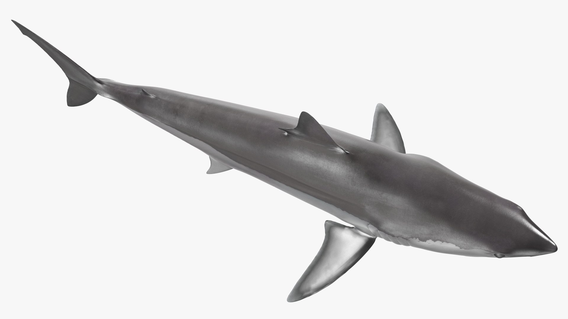Realistic Shortfin Mako Shark 3D Model - TurboSquid 2284522