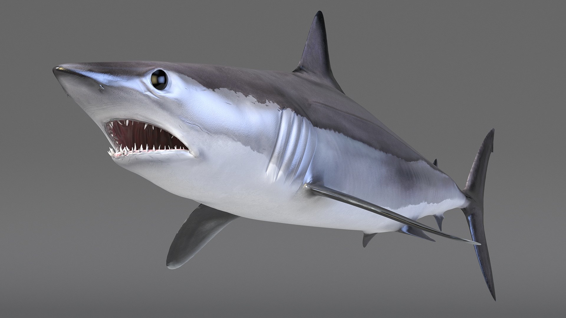 Realistic Shortfin Mako Shark 3D Model - TurboSquid 2284522