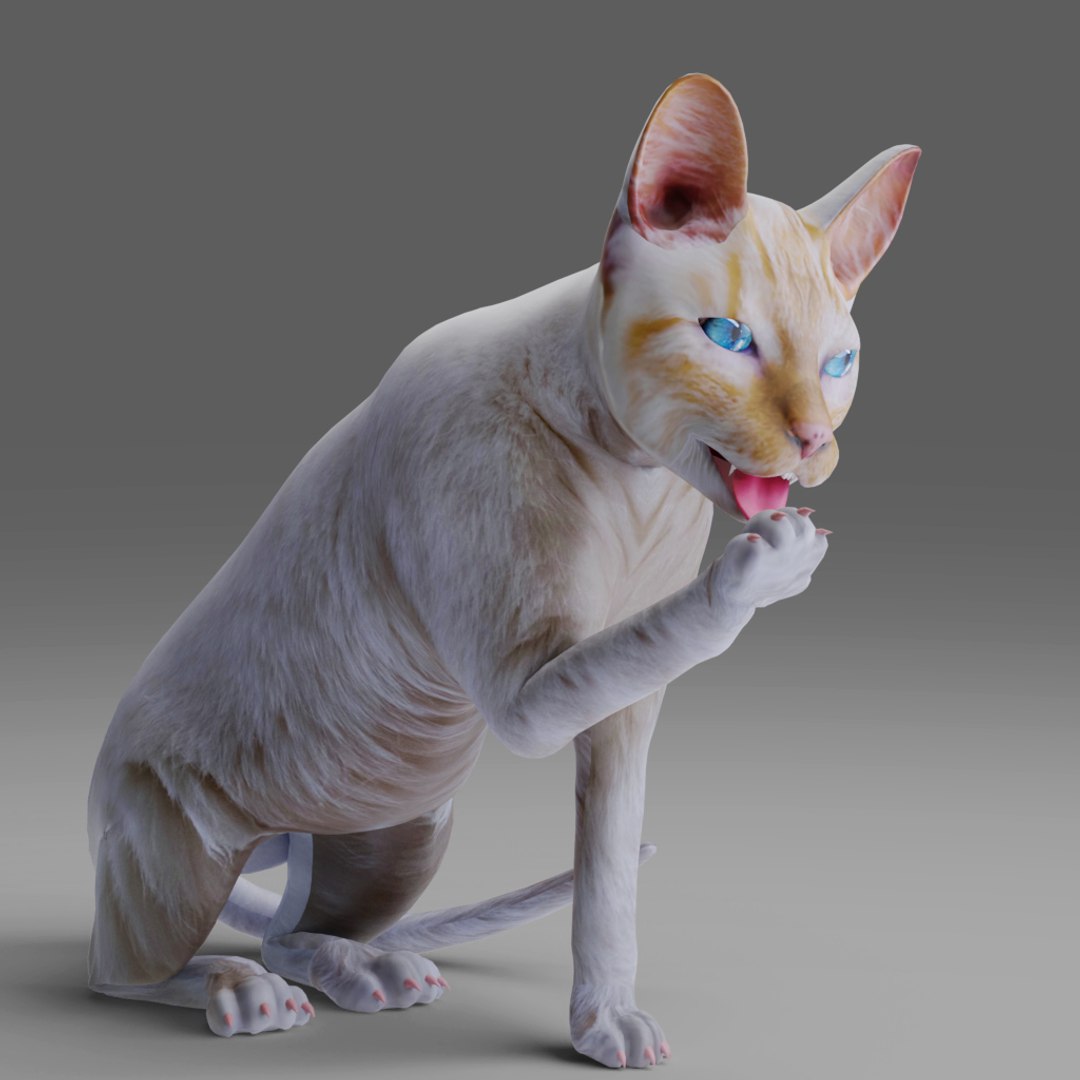 Cat White Rigged In Blender 3D Model - TurboSquid 1984077