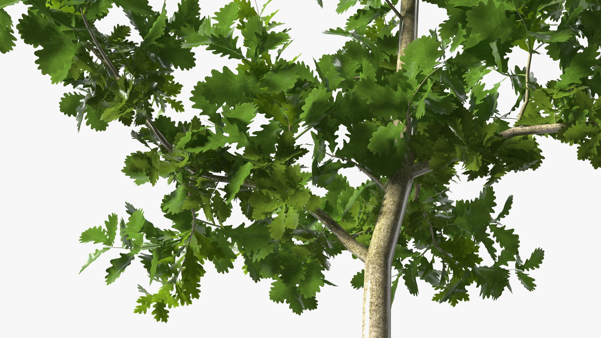 Young White Oak 3D Model - TurboSquid 2148548