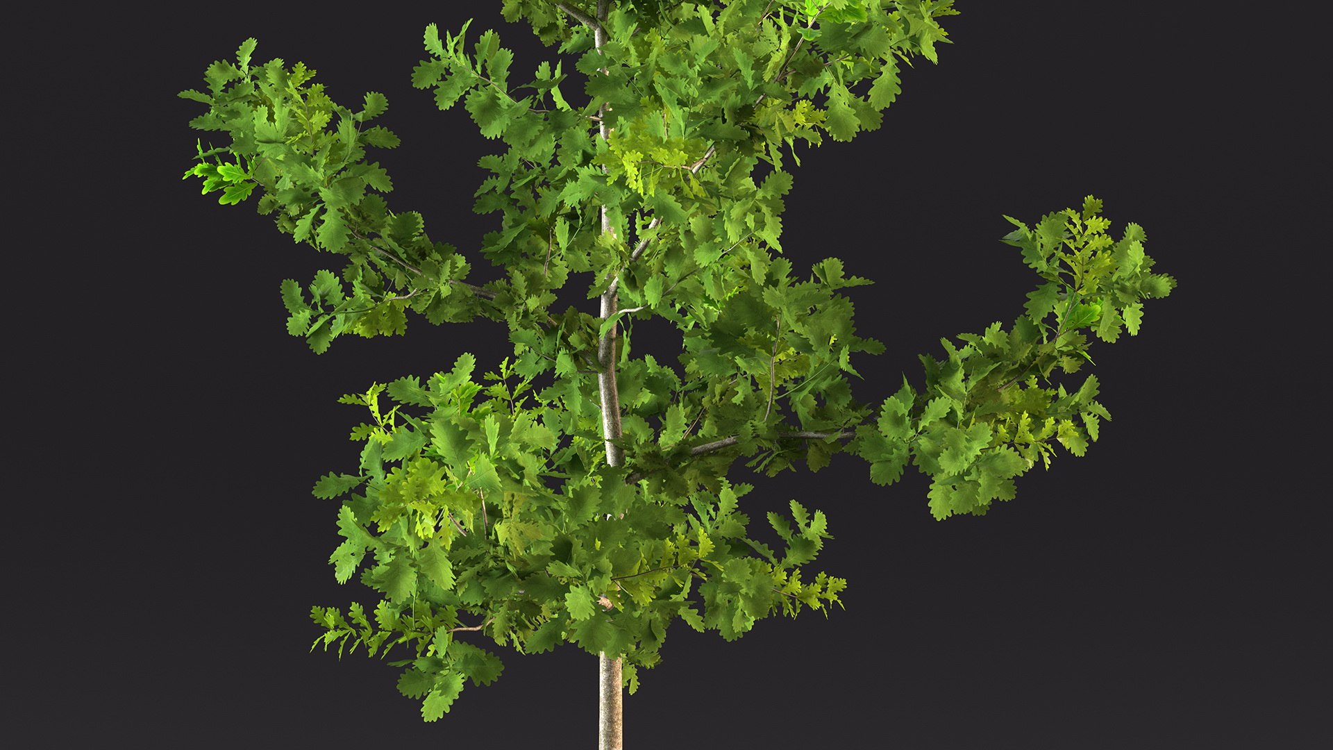 Young White Oak 3D Model - TurboSquid 2148548