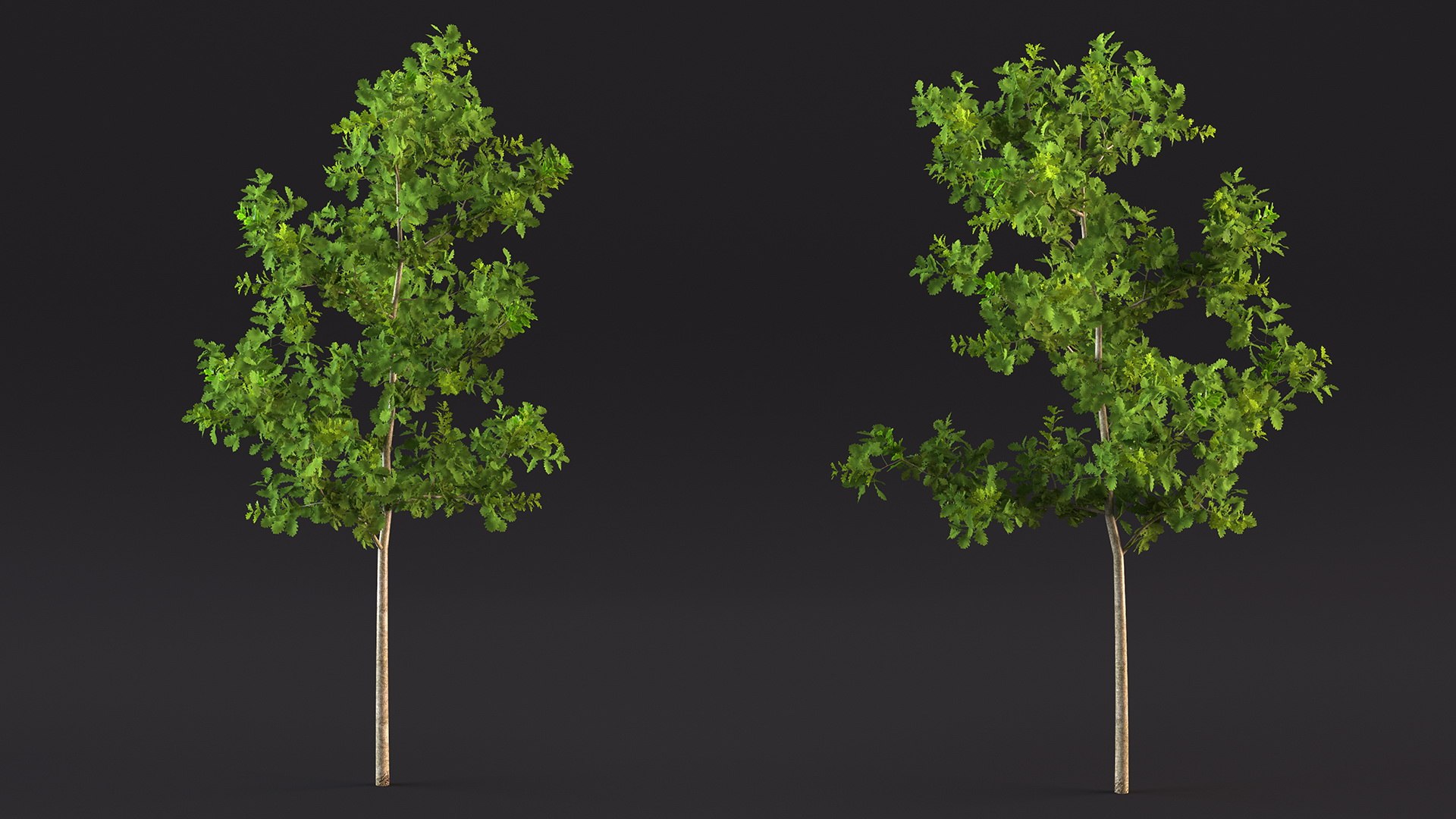 Young White Oak 3D model - TurboSquid 2148548