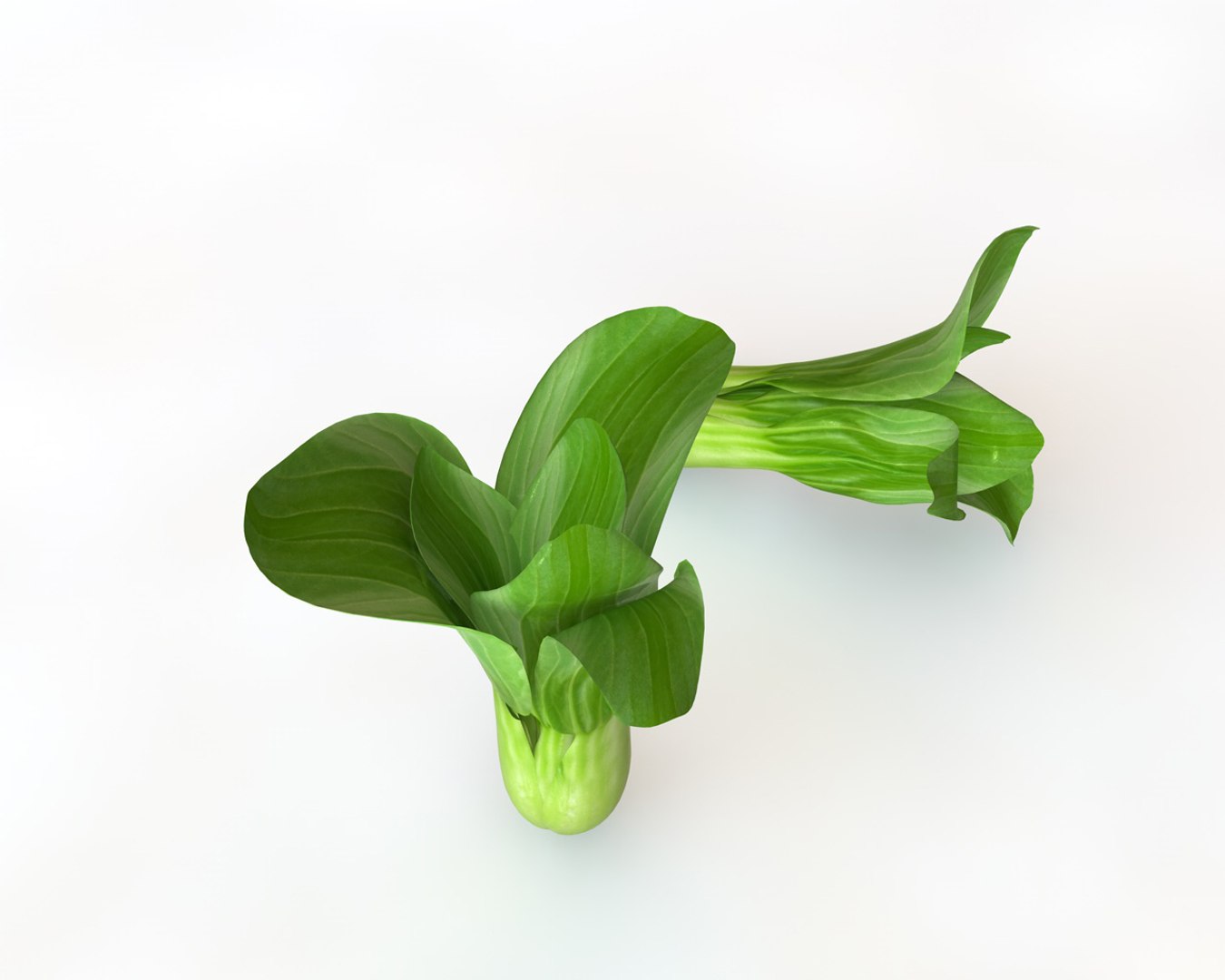 Choy Model - TurboSquid 1544467