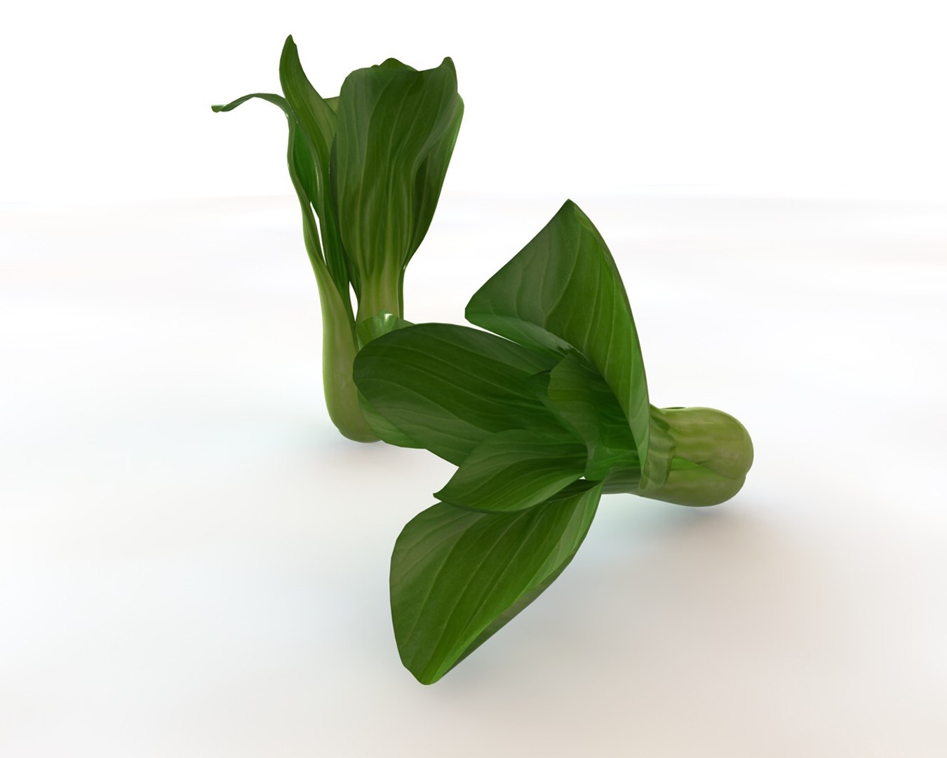 Choy Model - TurboSquid 1544467