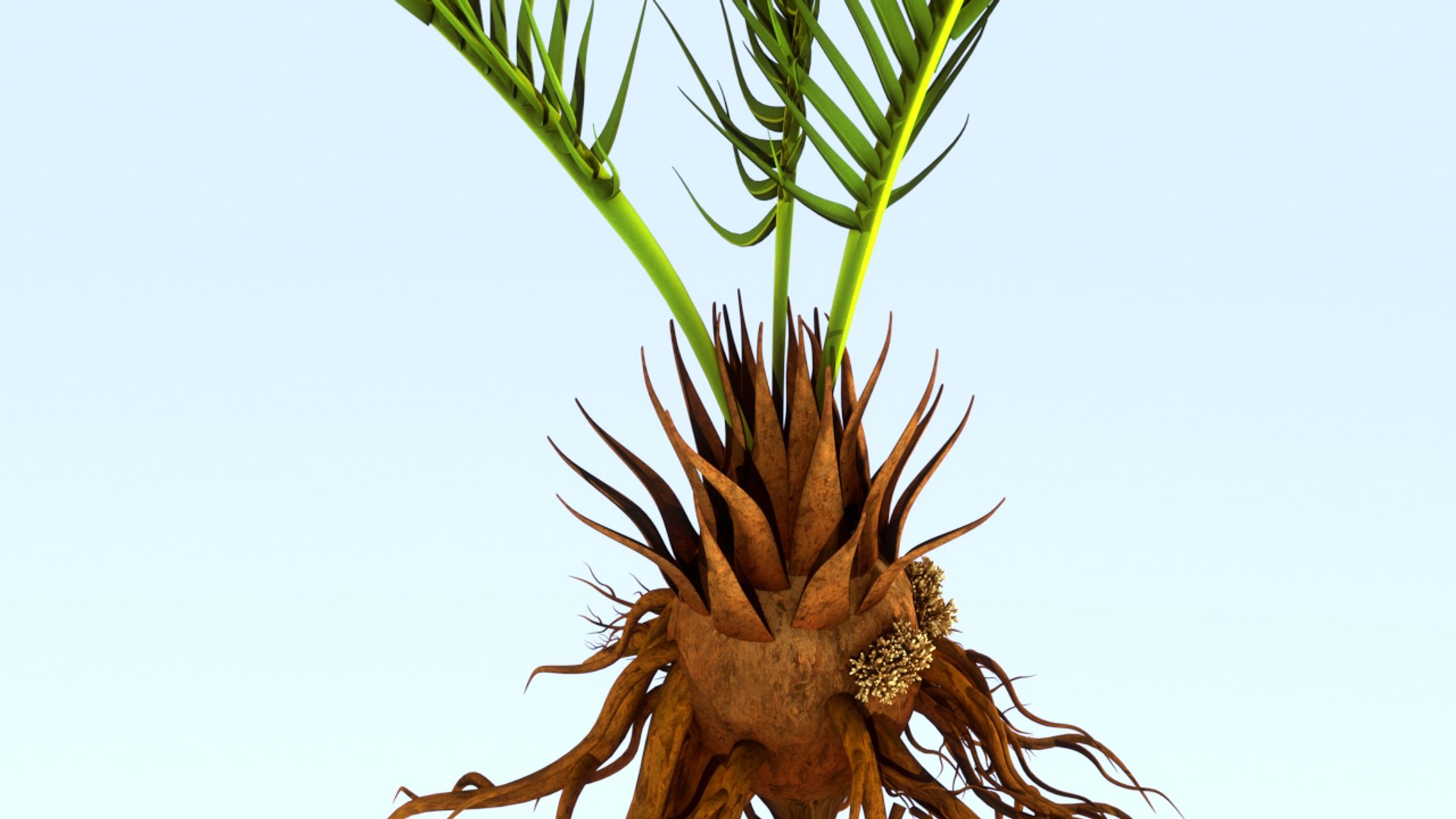 3d model vascular root