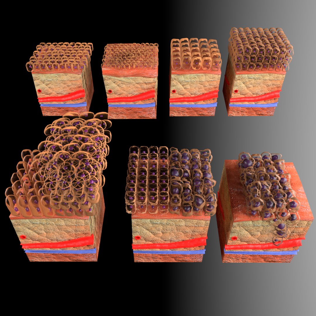 Epithelial Cell Changes 3D - TurboSquid 1323292