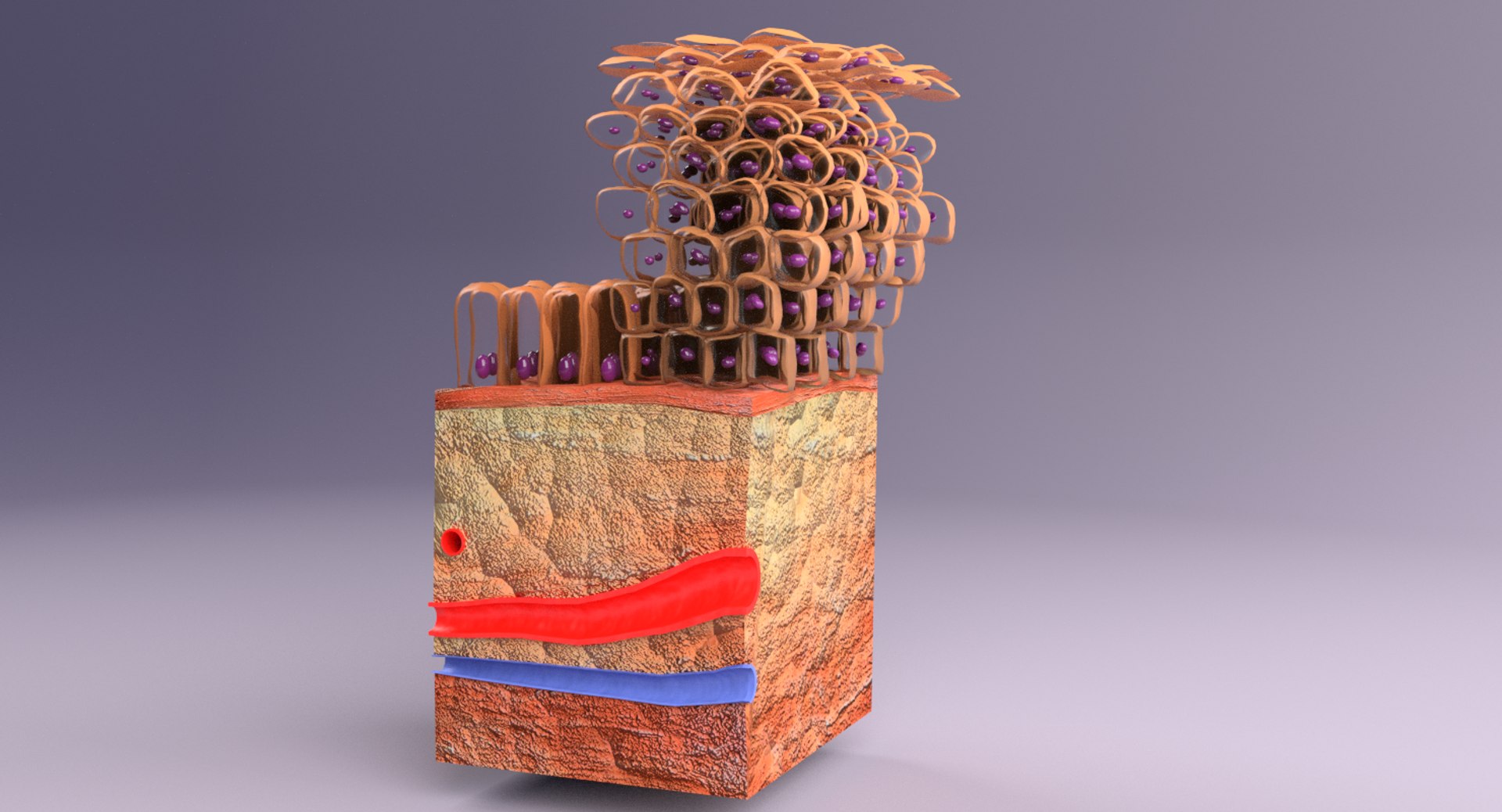 Epithelial Cell Changes 3D - TurboSquid 1323292