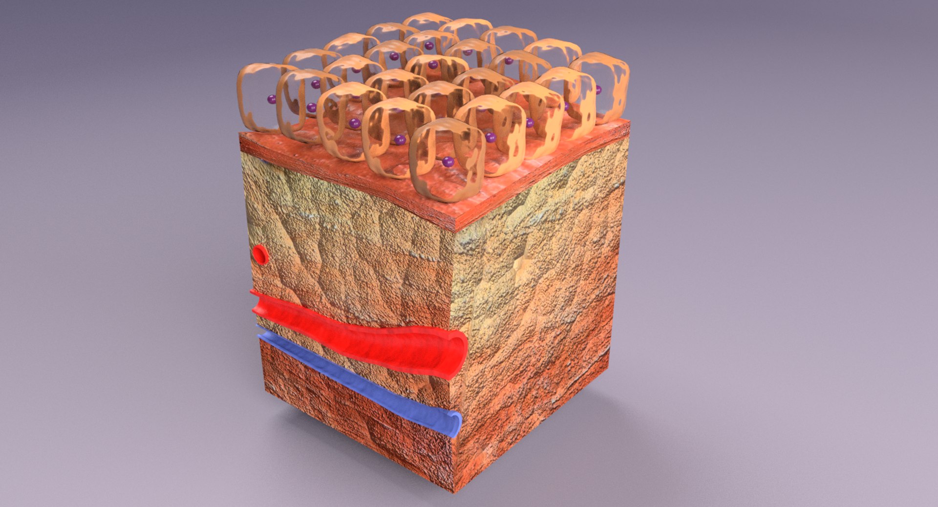 Epithelial Cell Changes 3D - TurboSquid 1323292