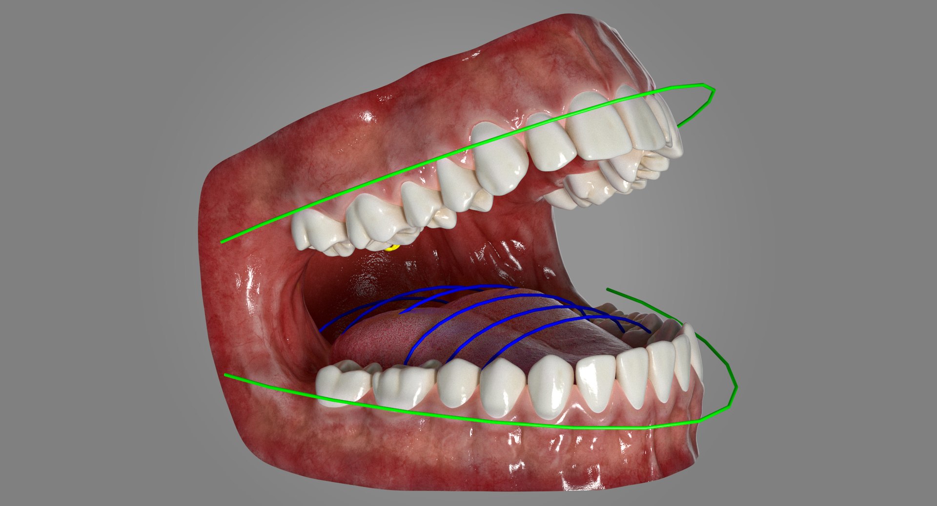 Human Mouth Tongue Rigged 3D Model - TurboSquid 1665670