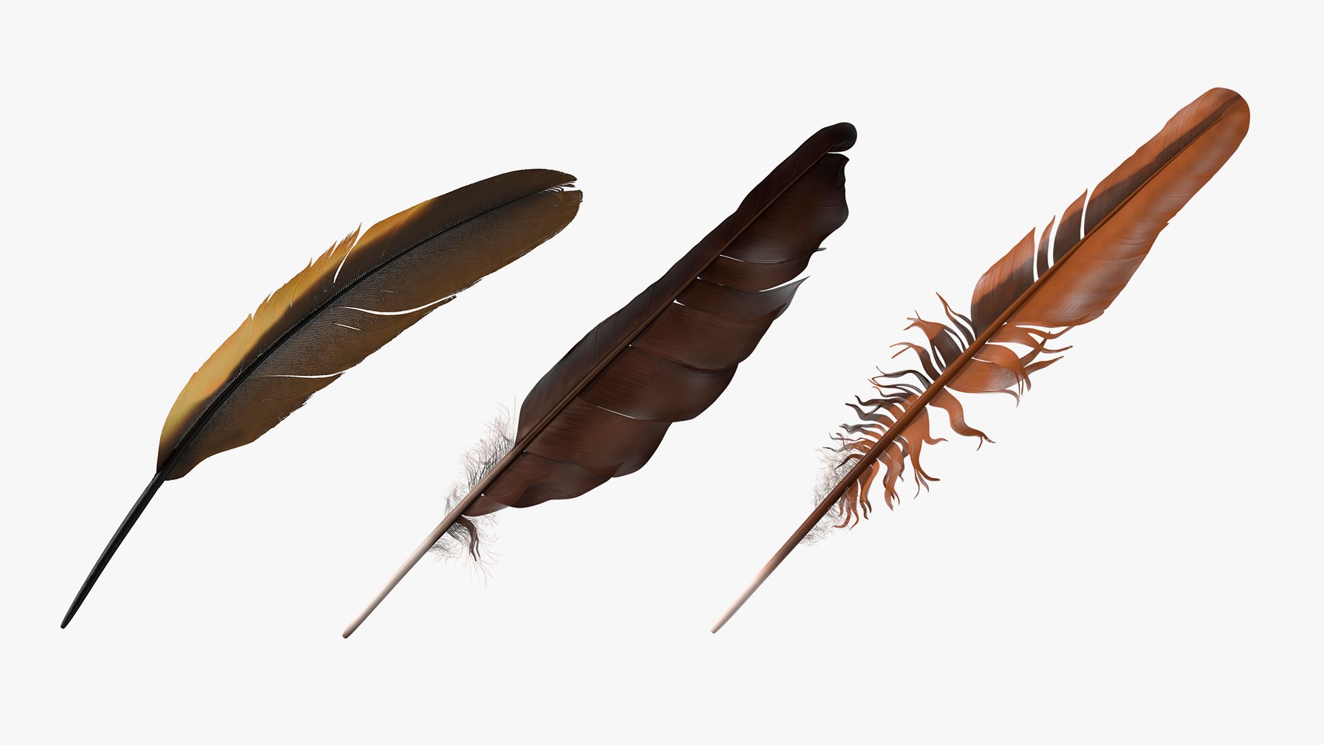 3D Bird Feathers Collection - TurboSquid 2172317