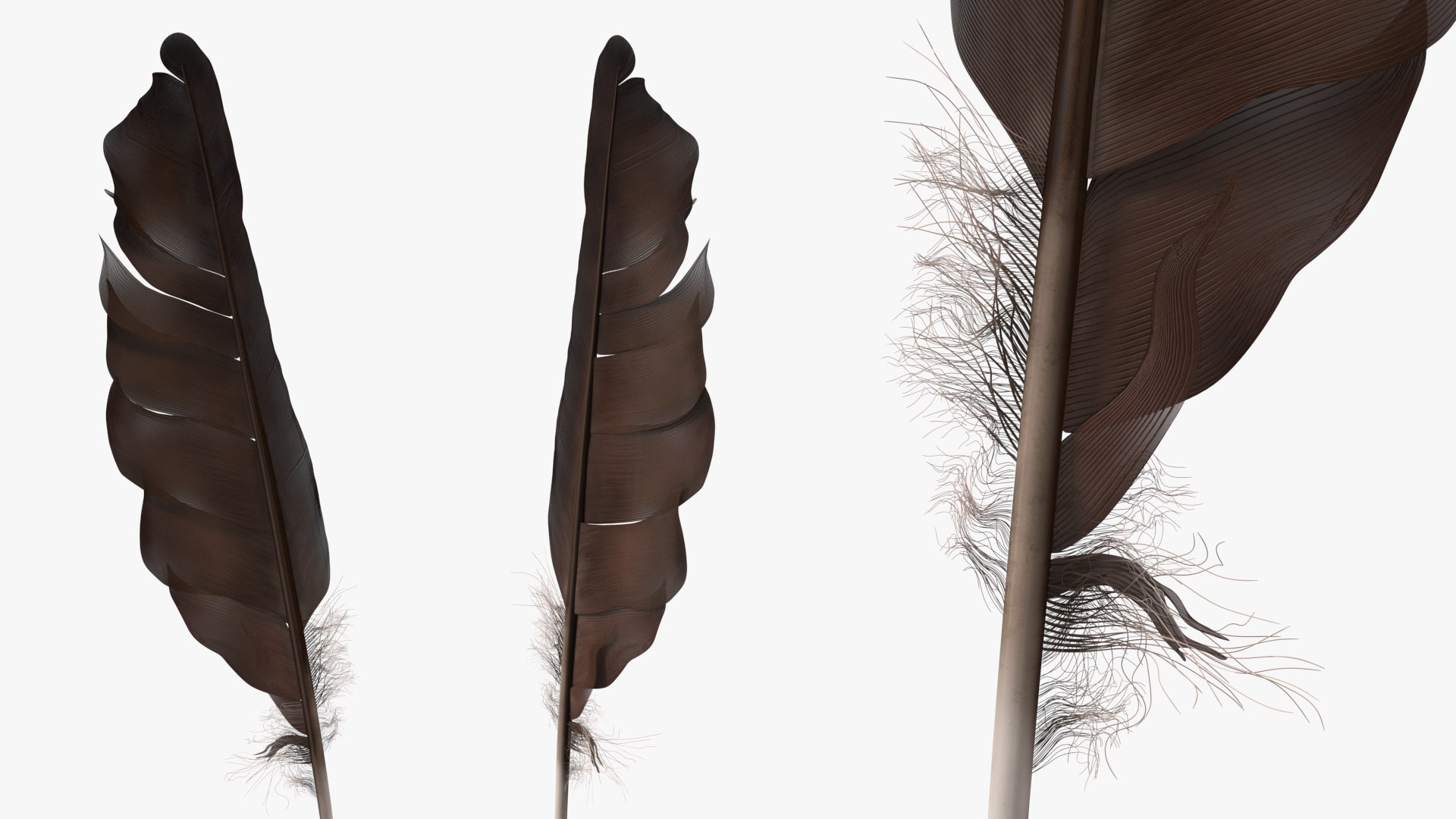 3D Bird Feathers Collection - TurboSquid 2172317