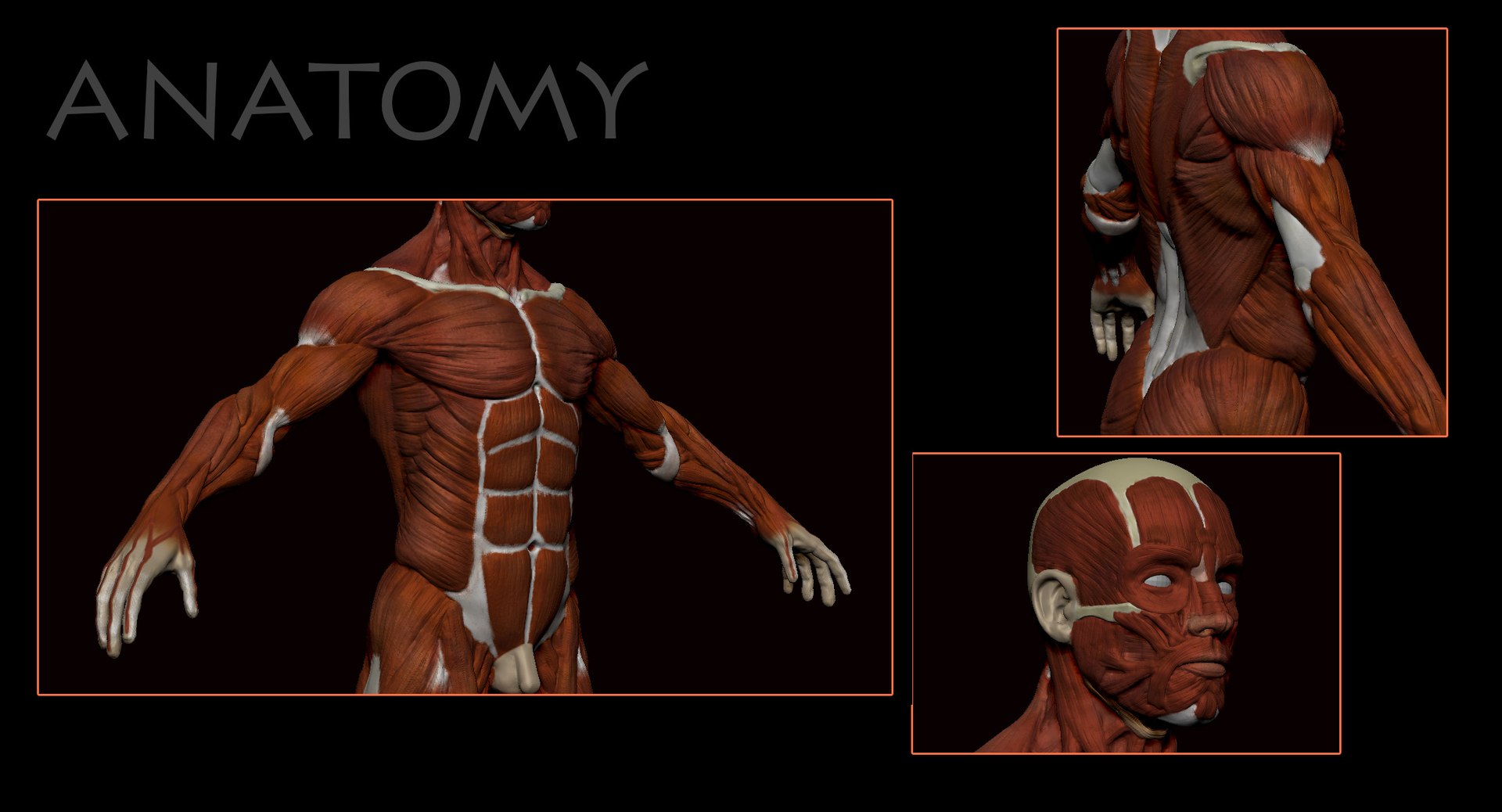 Zbrush Body 3d Max