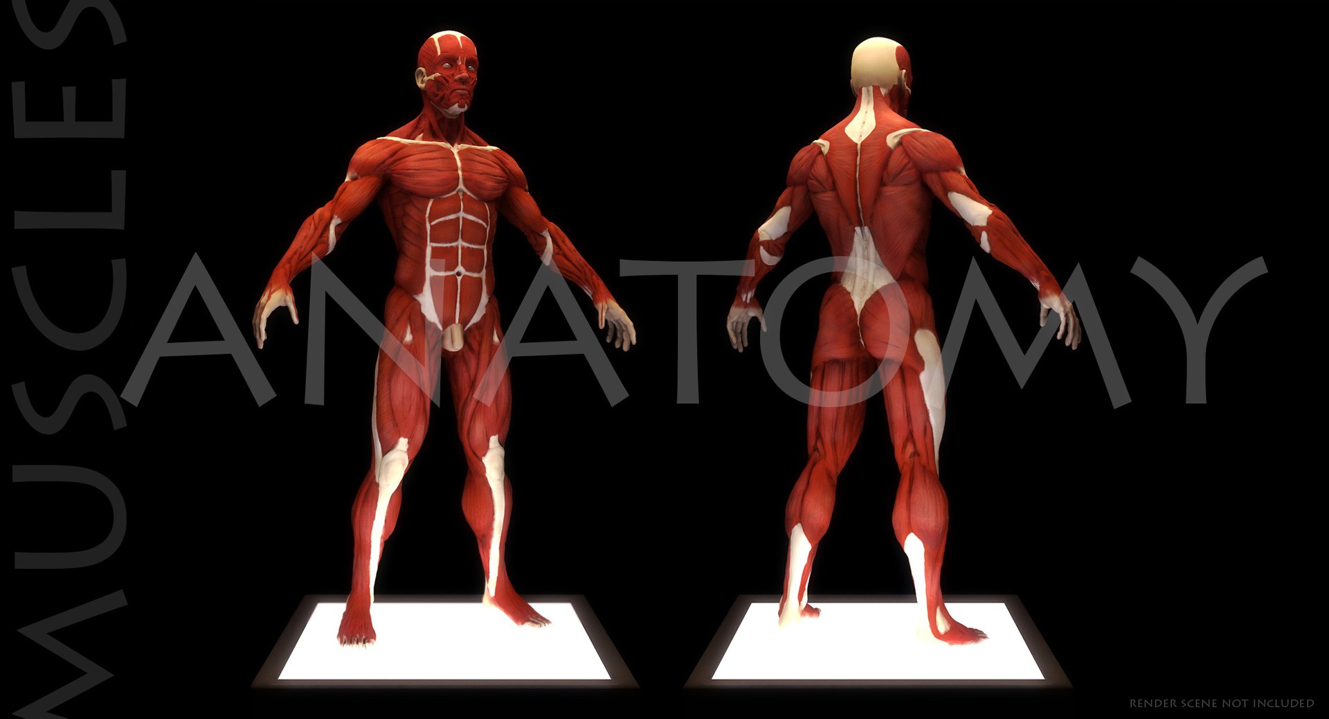 Zbrush Body 3d Max
