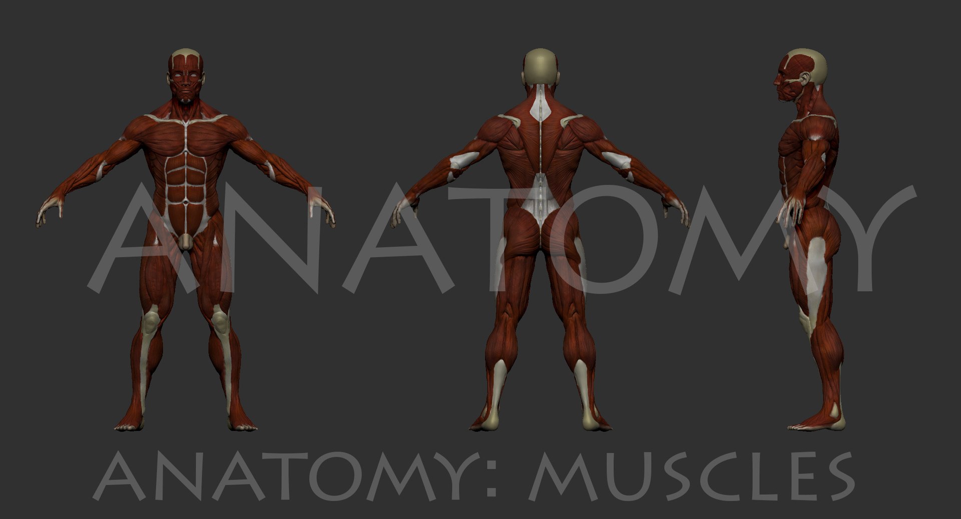 Zbrush Body 3d Max