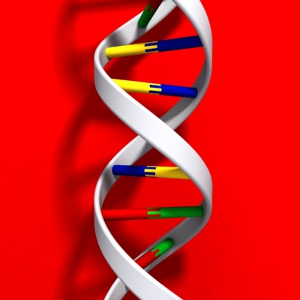 Dna Strand Model Ideas