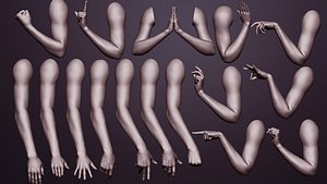 Arm Muscles Anatomy 3d Model