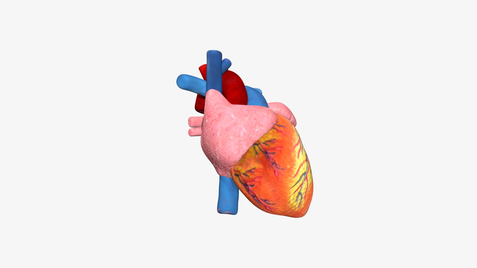 Human Heart Model - TurboSquid 1758048