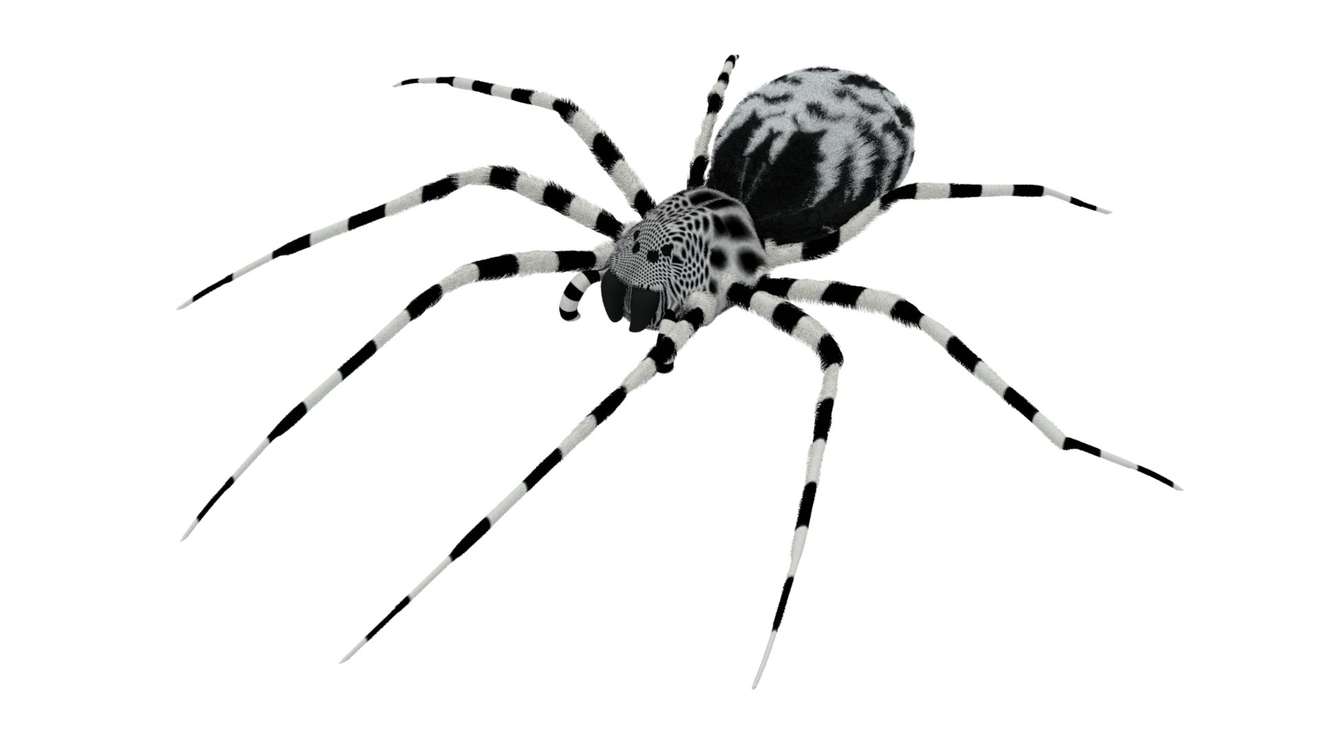 3d Model Spider Rigged Legs