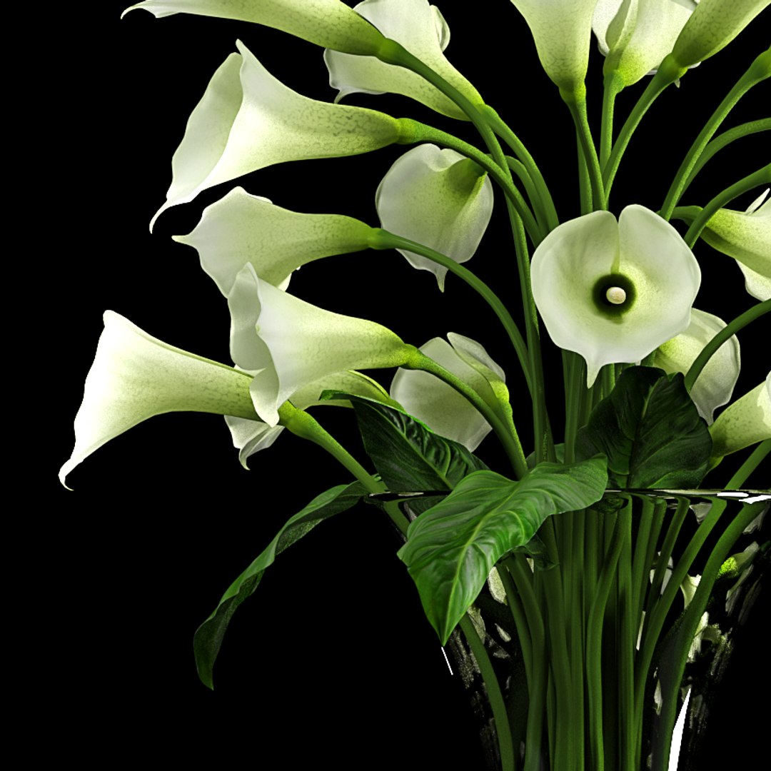 Calla Lily 3d Max