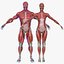 3d Model Muscle Anatomy Medical Edition
