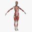3d Model Muscle Anatomy Medical Edition