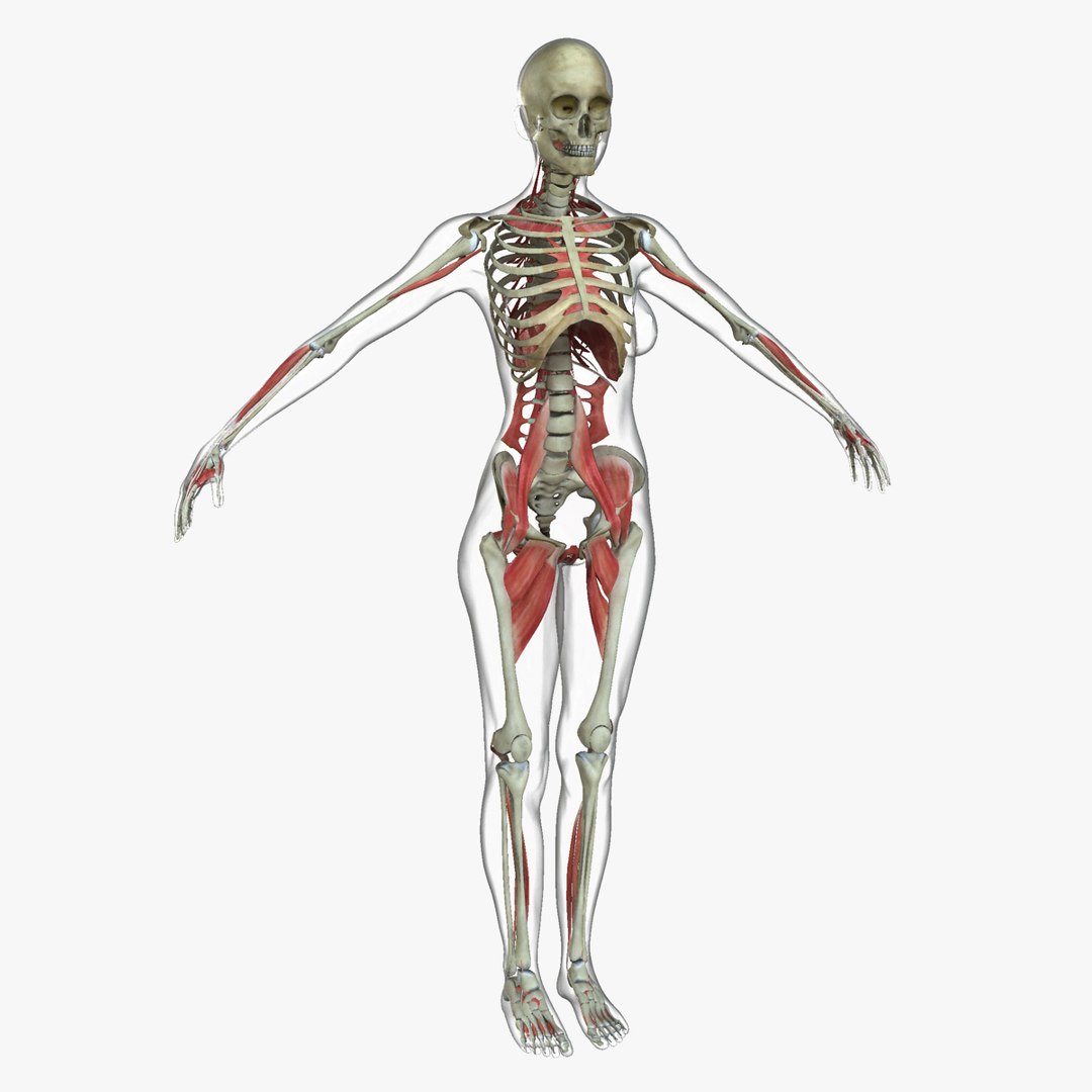 3d model muscle anatomy medical edition