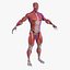 3d Model Muscle Anatomy Medical Edition