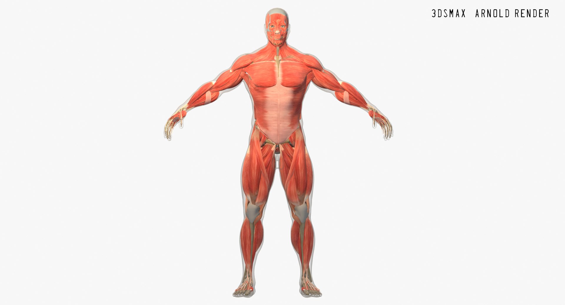 3d model muscle anatomy medical edition