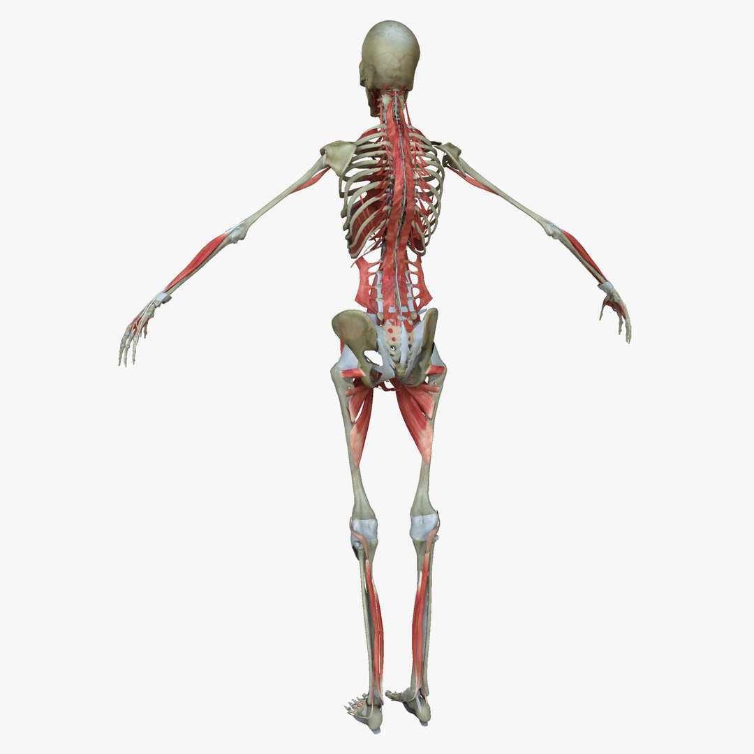 3d model muscle anatomy medical edition