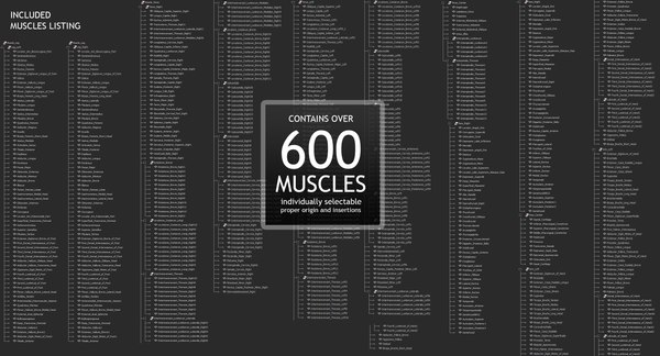 3d model muscle anatomy medical edition