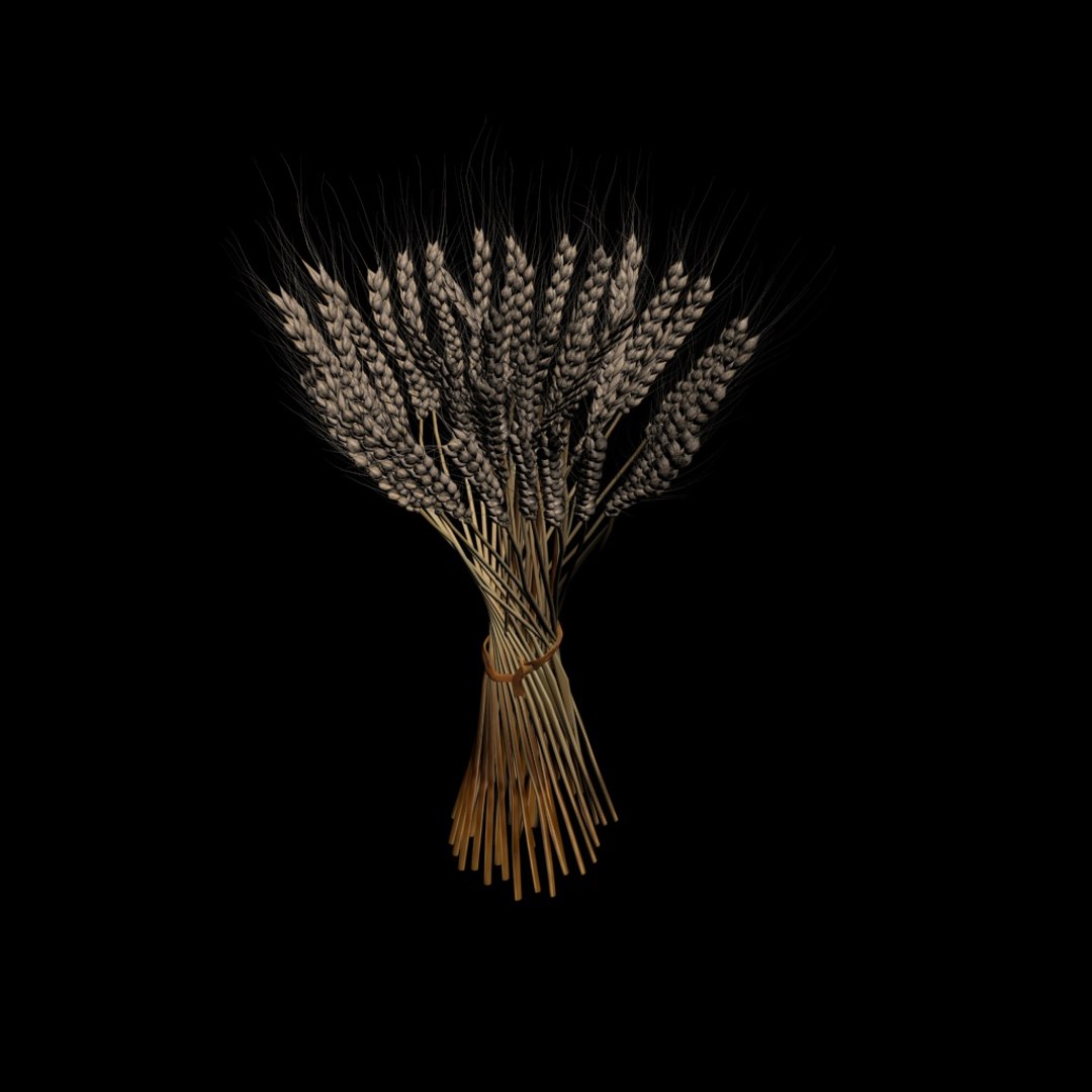 3D Wheat Grains Spike - TurboSquid 1497666