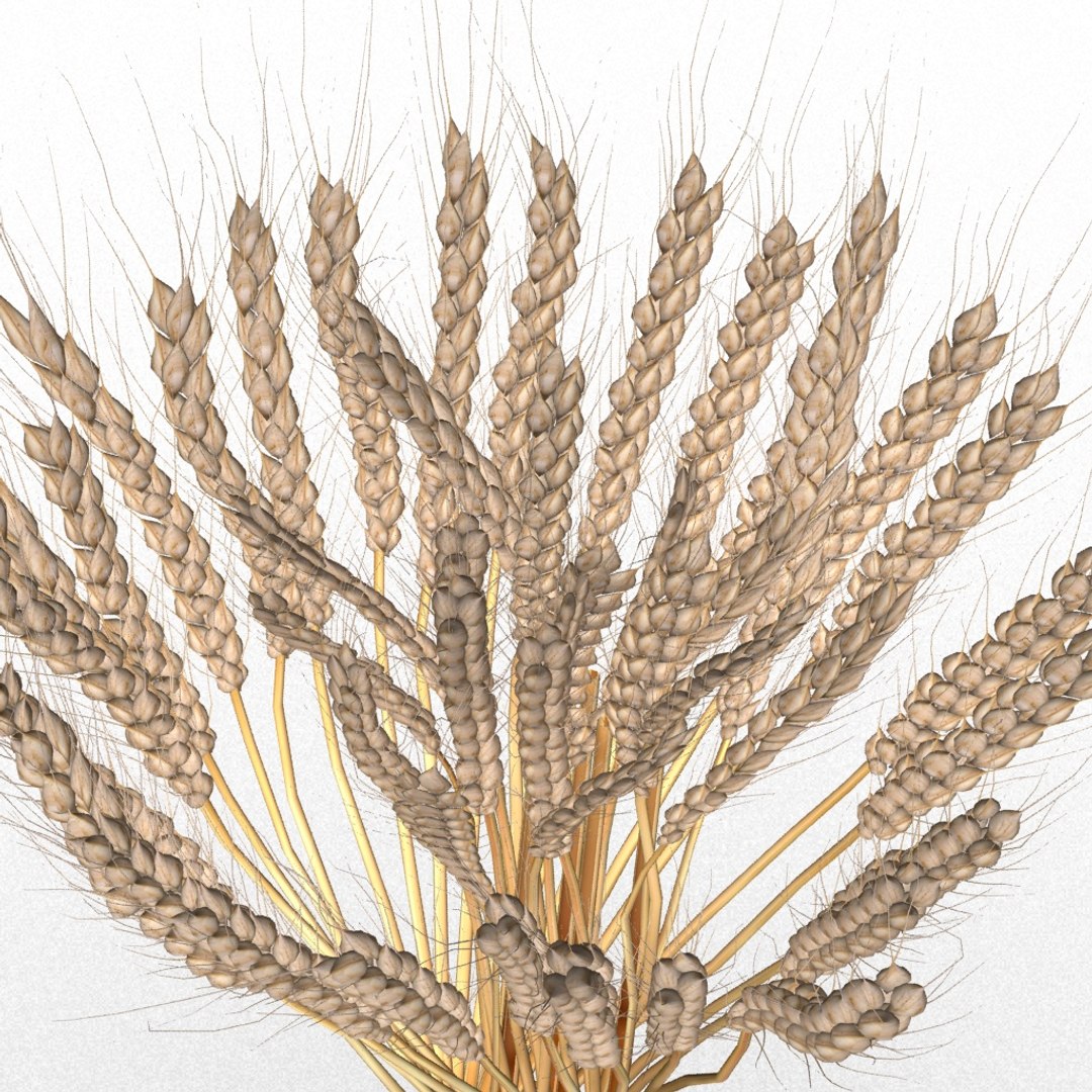 3D Wheat Grains Spike - TurboSquid 1497666