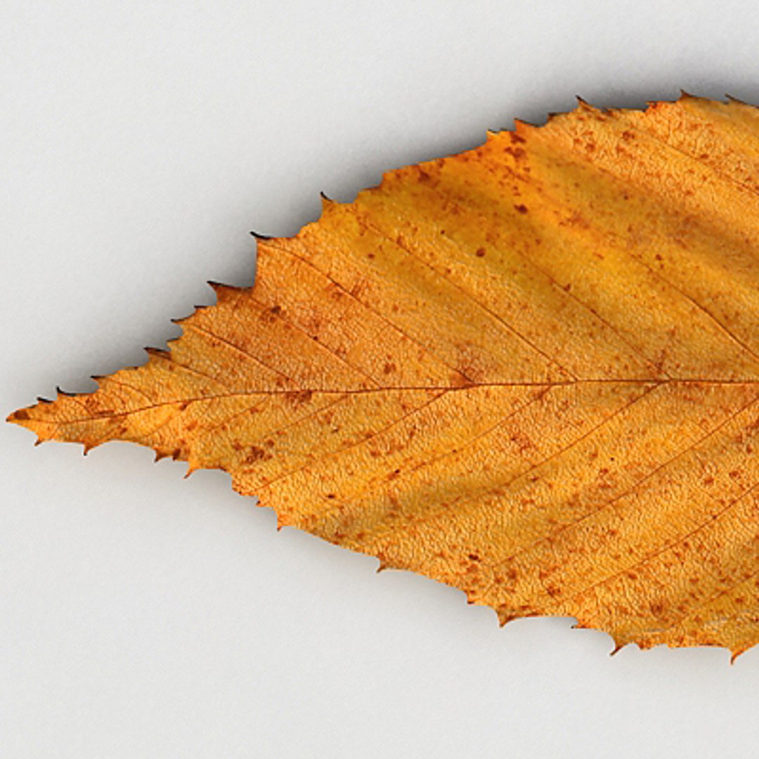 Maya Fallen Leaf