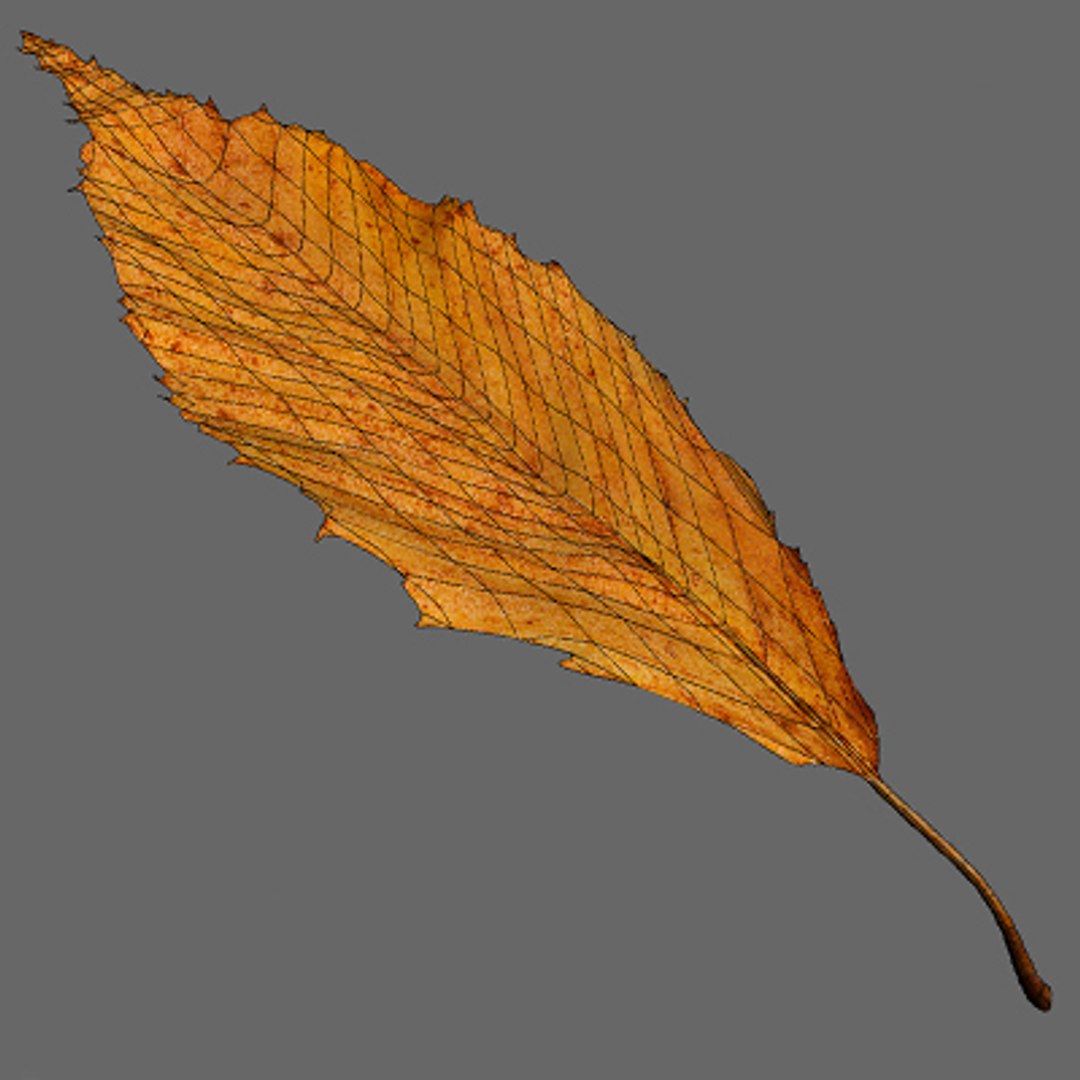 Maya Fallen Leaf
