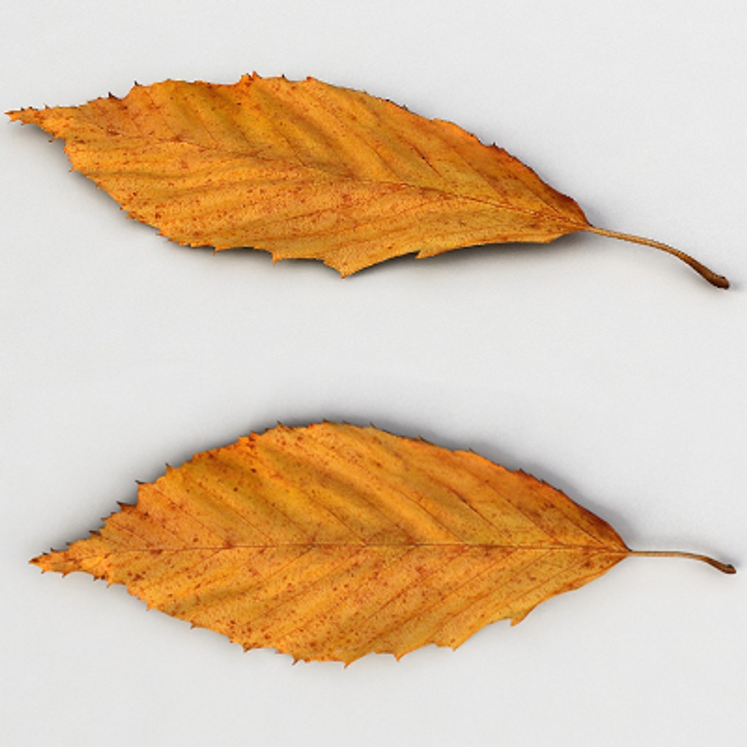 Maya Fallen Leaf