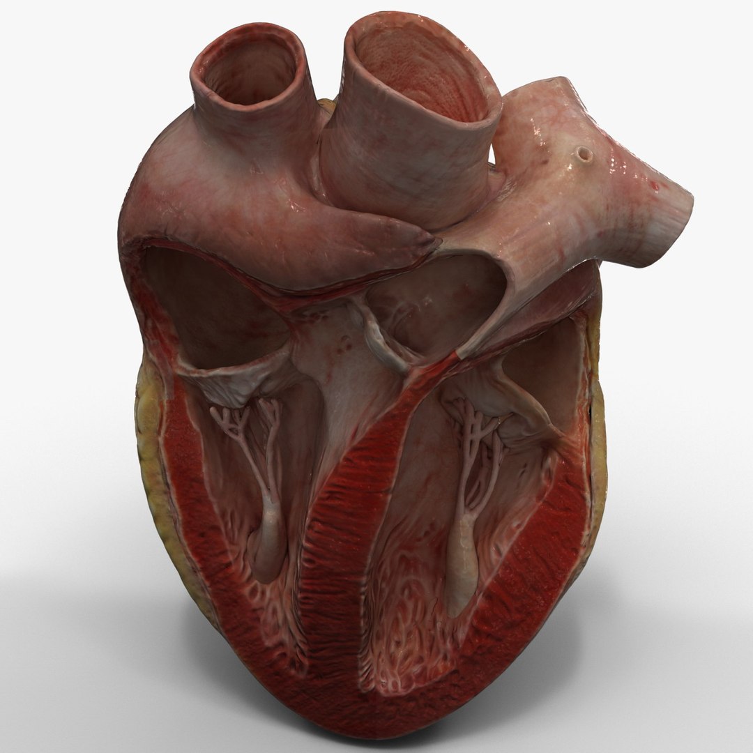 Human Heart 3ds