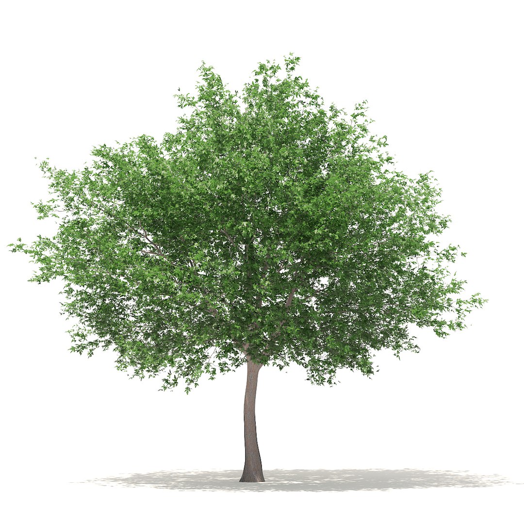 3D trees volume 100 - TurboSquid 1284351