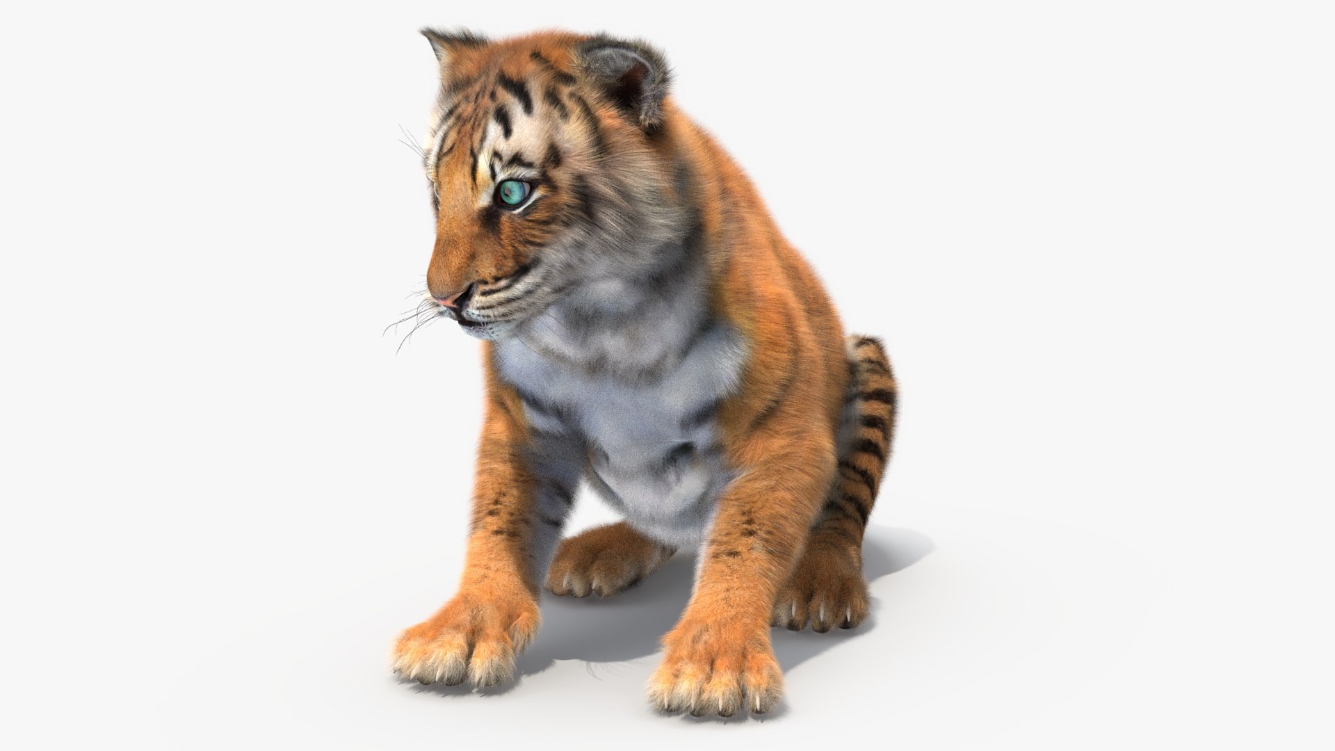 3D Tiger Cub Fur Rigged Model - TurboSquid 2342426