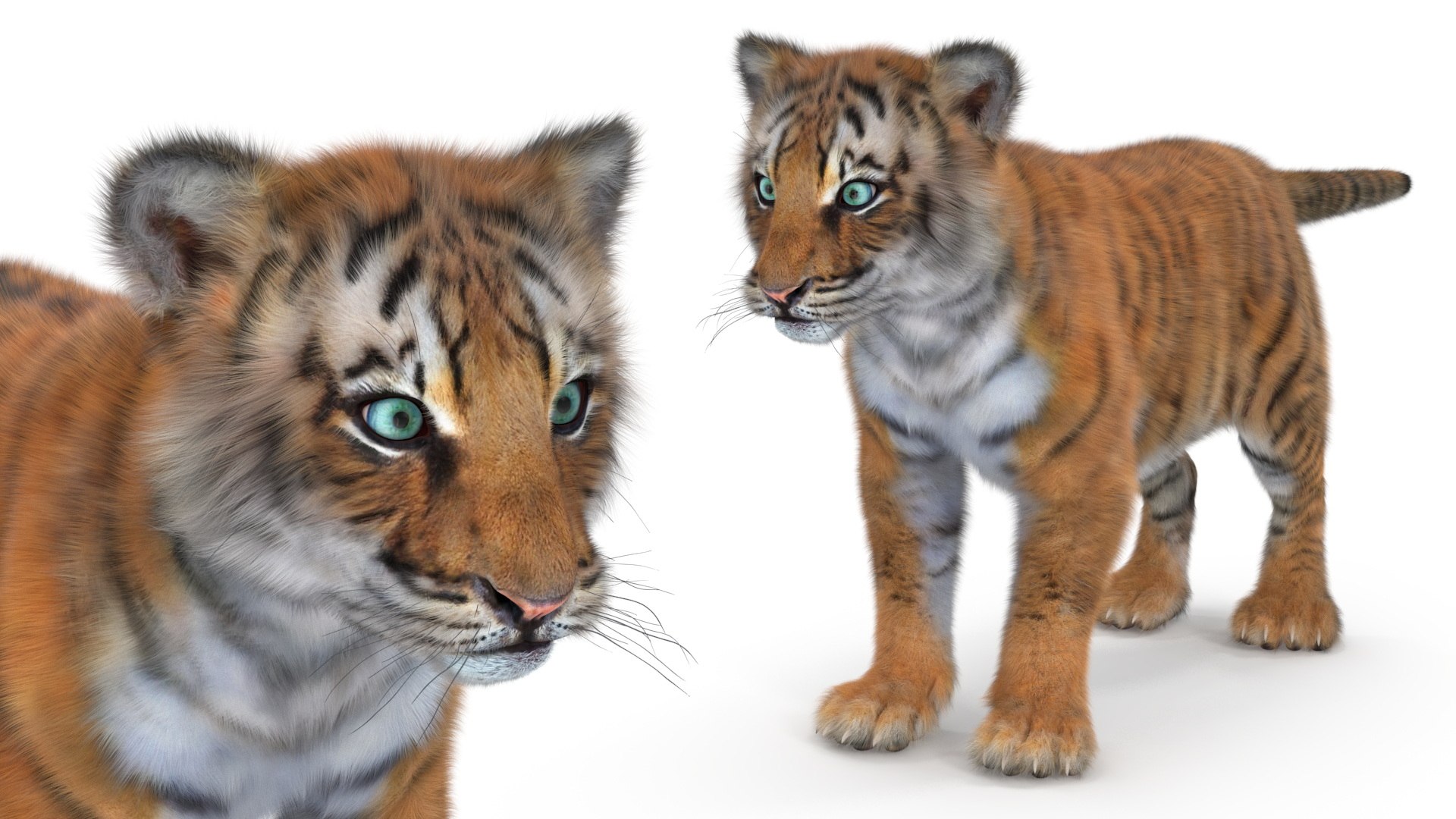 3D Tiger Cub Fur Rigged Model - TurboSquid 2342426