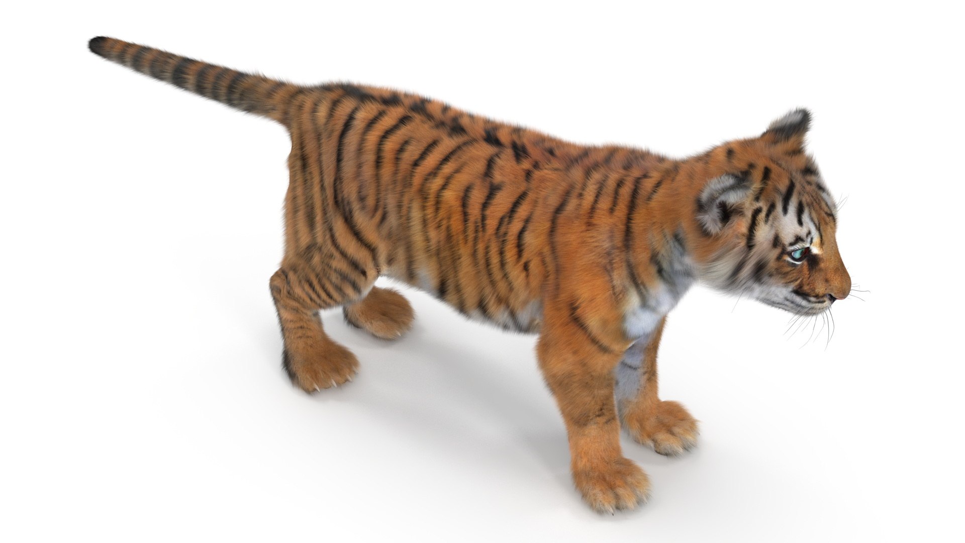 3D Tiger Cub Fur Rigged Model - TurboSquid 2342426