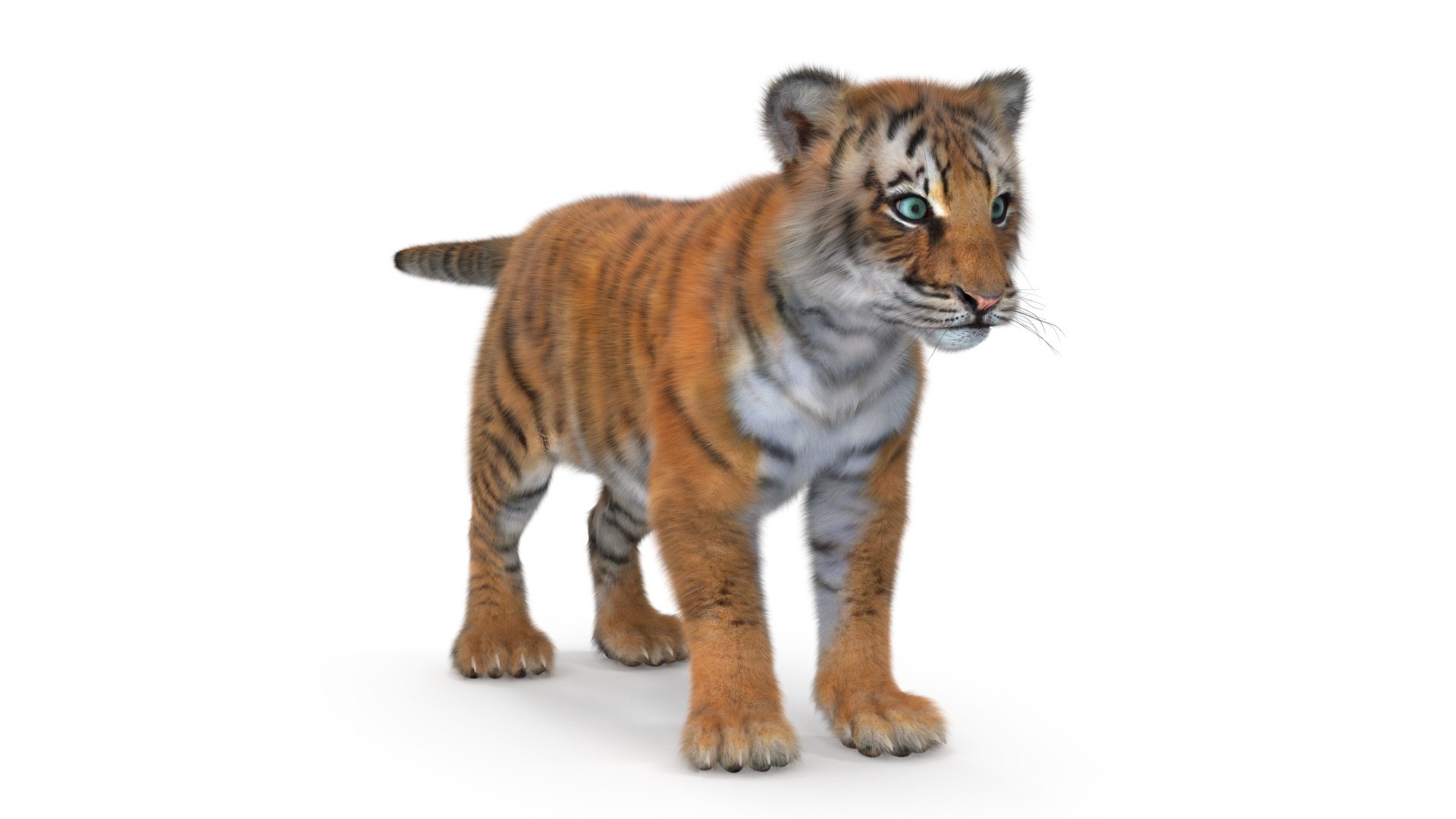 3D Tiger Cub Fur Rigged Model - TurboSquid 2342426